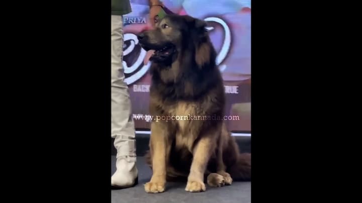 Dit is de duurste hond ter wereld: 'Slechte ontwikkeling'