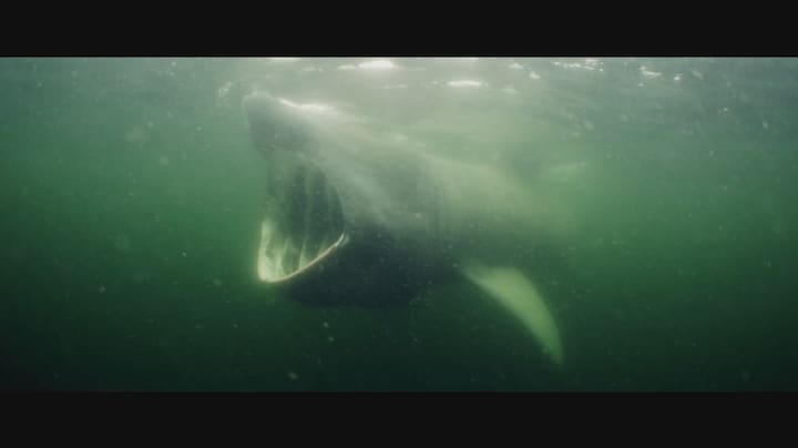 Unique photographs of the North Sea underwater world: 'Shark and Orca ...