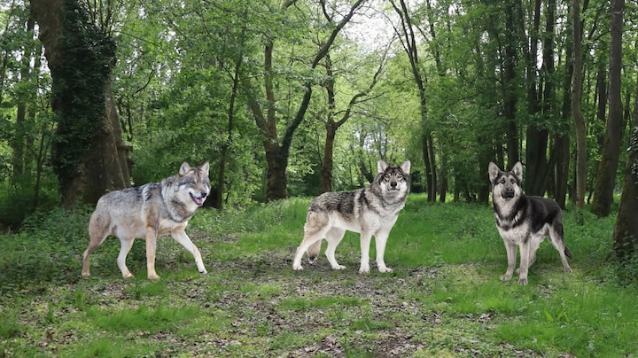 Oog in oog met een wolf of hond? Dit zijn de verschillen