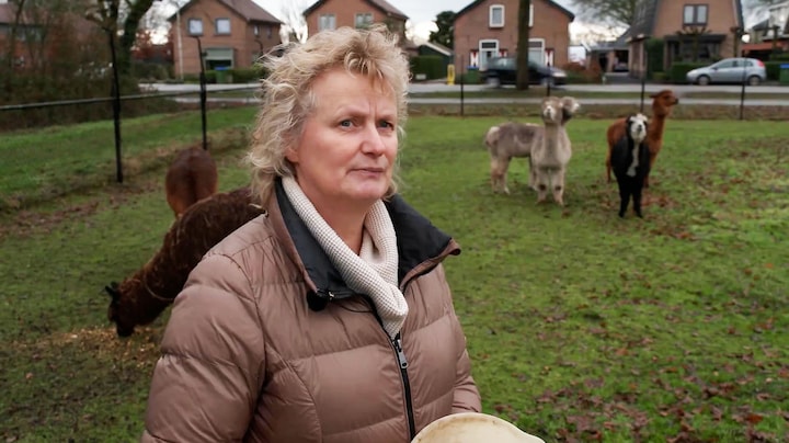 Wolf doodde al 22 alpaca's, ook drie zwangere van Janneke: 'Embryo lag ...