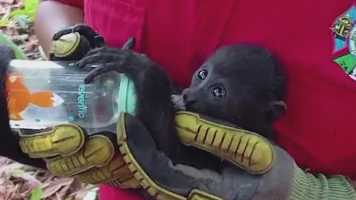 Brulapen vallen uit de bomen door hitte Mexico