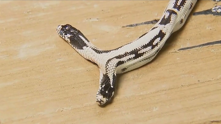 Zeldzame tweekoppige slang in dierenwinkel VS: dit zijn Angel en Zeke