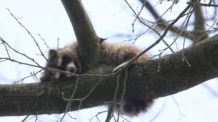 Slapende wasbeer in boom trekt bekijks in Vught