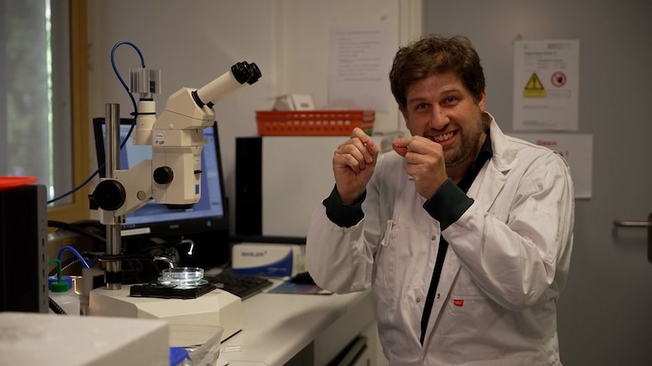 Kan dit piepkleine diertje ratten en muizen vervangen als proefdieren?