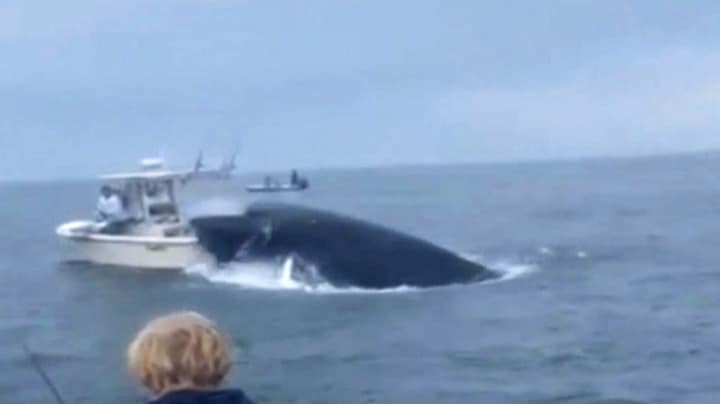 Tieners filmen hoe walvis keihard op boot slaat in VS