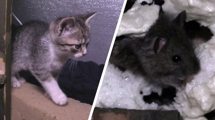 Muizenplaag kwelt Oekraïense soldaten: 'We hebben twee kittens gekocht'