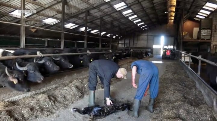 Pasgeboren kalf overleeft de zware bevalling niet