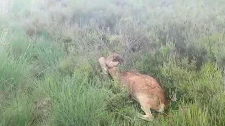 Wolf bijt opnieuw moeflon dood in park Hoge Veluwe